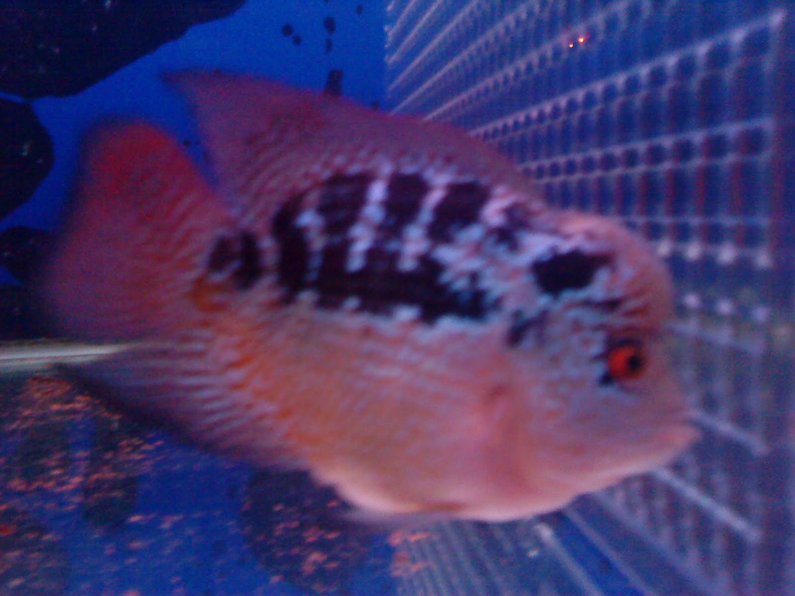 Happy Petsland And Aquatic: flowerhorn fish