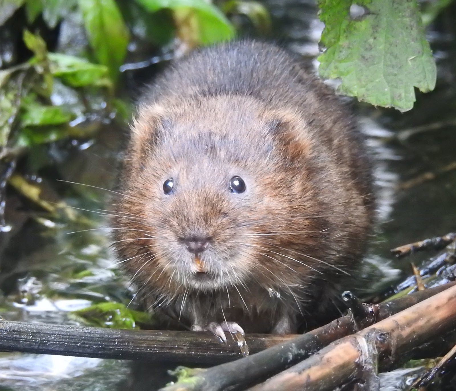 About a Brook: Still Vole Presence at the Back of Tesco