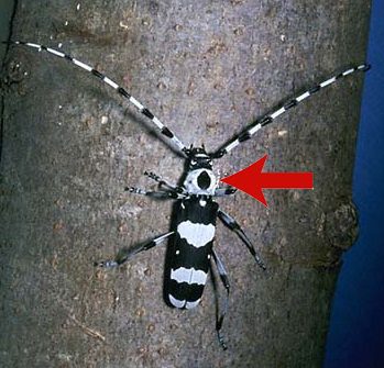 Gardens + Insects: Zebra Bug - Longhorn Beetle - ANSWERED