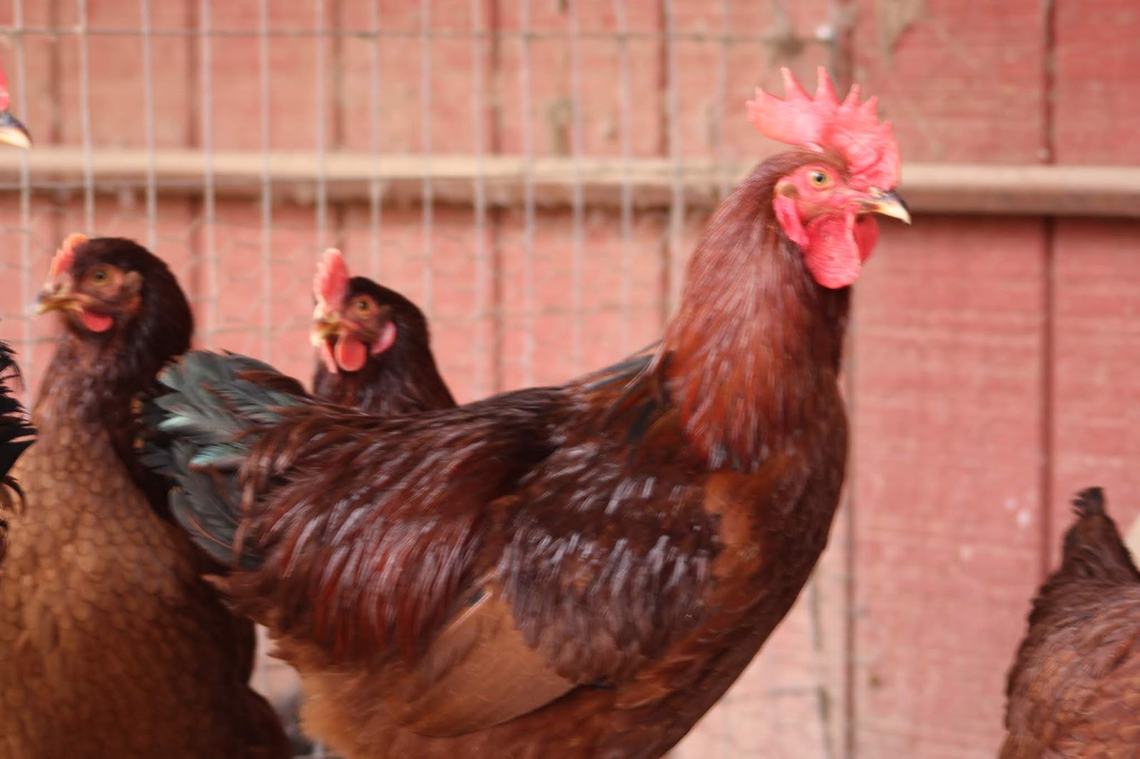 Chicken Scratch Poultry: 2020