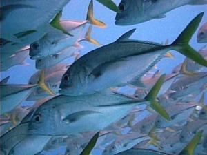 Blog Edukasi Perikanan: IDENTIFIKASI PARAMETER KIMIA DAN BIOLOGI AIR ...