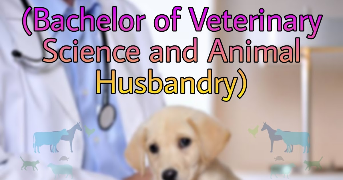 Vet Study