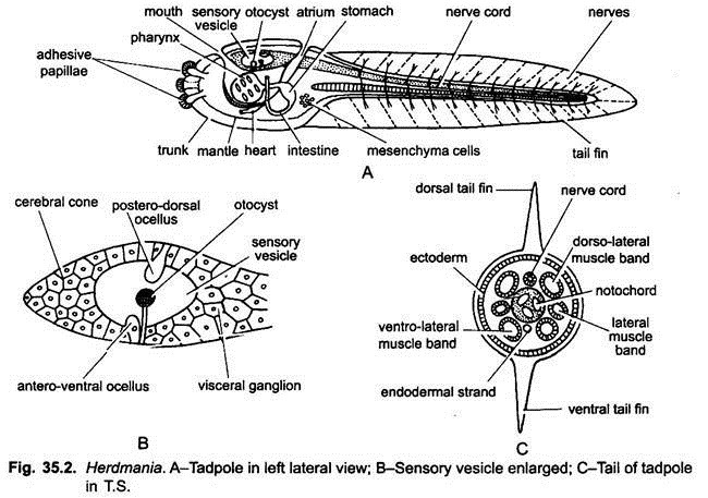 tadpole larva | development of herdmania