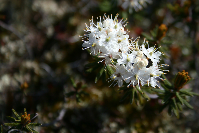 How Does The Labrador Tea Survive In The Tundra