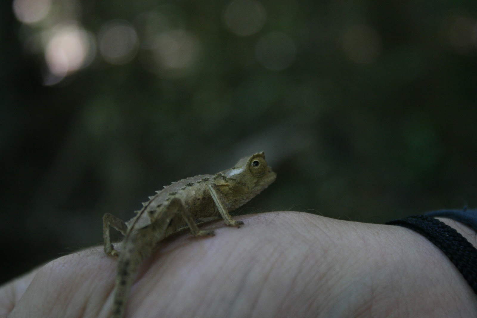 Hapalemur Ever After: Colorful Chameleons, Part 2