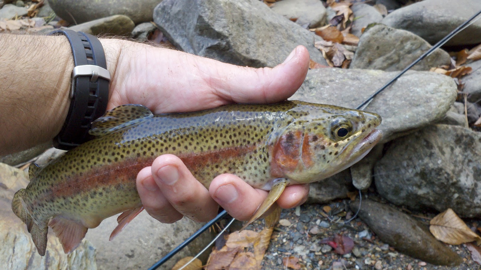 Outdoors with Bill: Beautiful Rainbow Trout