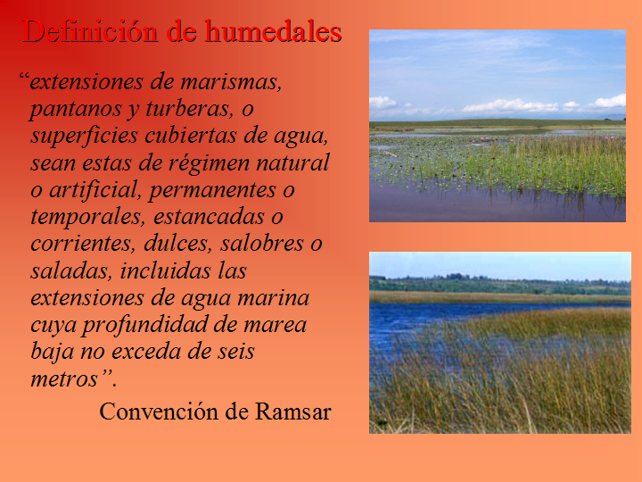 INFORMÁS 2012: BIOMAS DEL URUGUAY: Los humedales