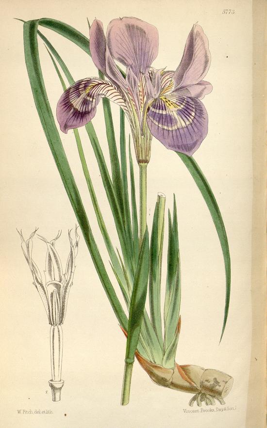 World of Irises: The Winter Flowering Iris Unguicularis