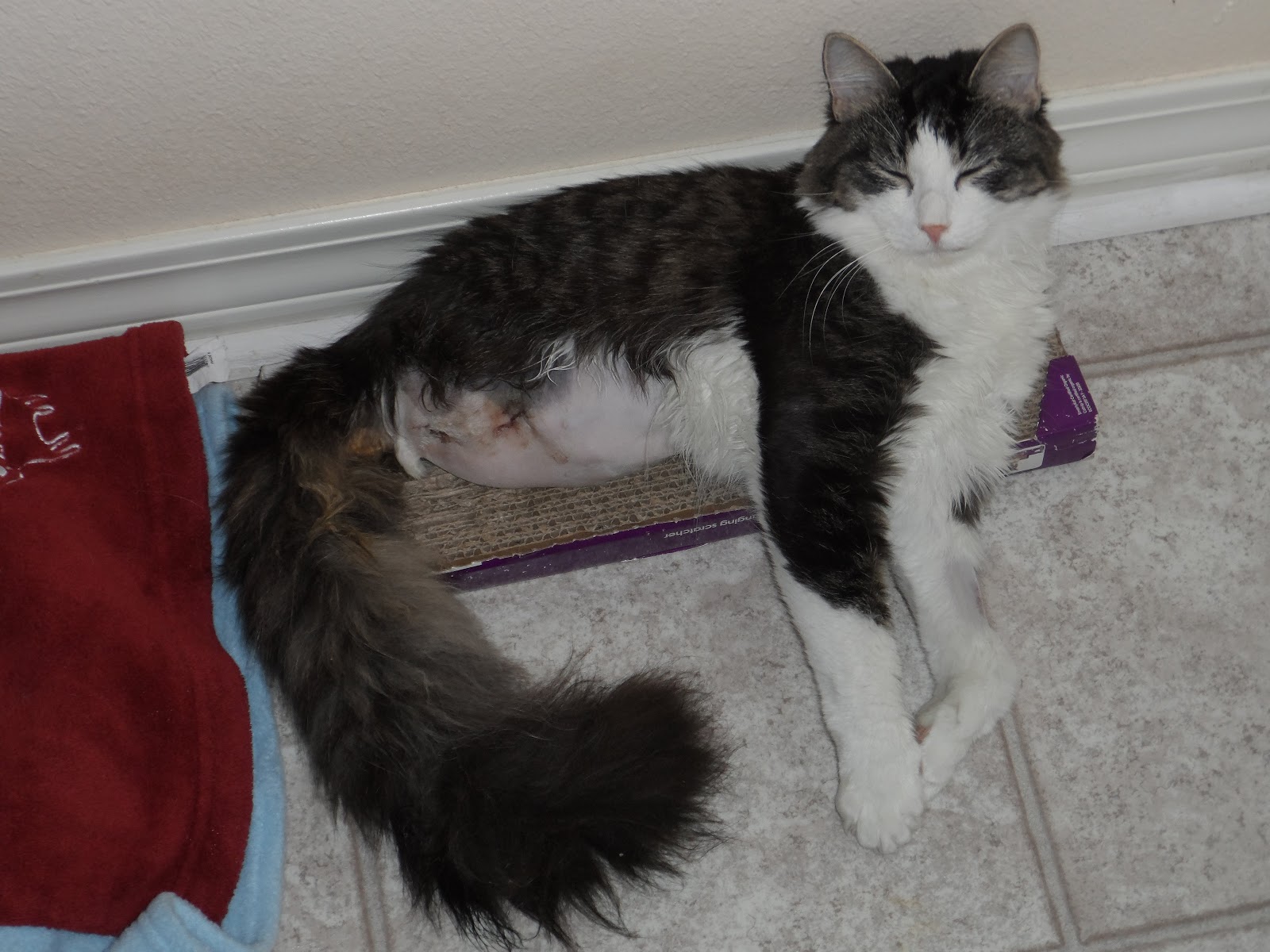 Anakin The Two Legged Cat: Anakin Surgery Update (Day 2)