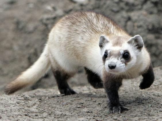 Ferret Animals | Interesting Facts & Latest Pictures | All Wildlife ...