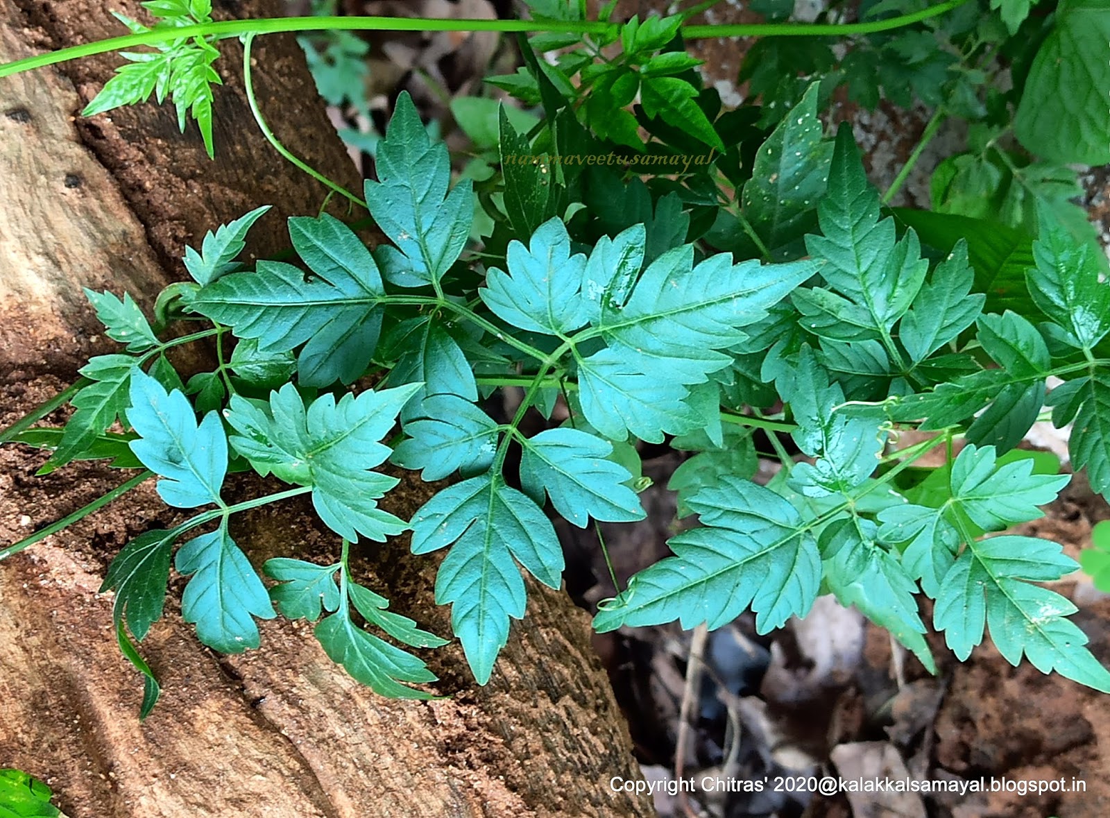 kalakkalsamayal: Samai-Mudakathan-Dosai