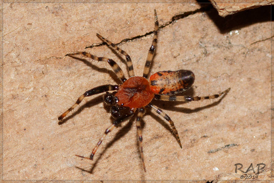 Argentina nativa: Araña tejedora roja (Alpaida gallardoi)
