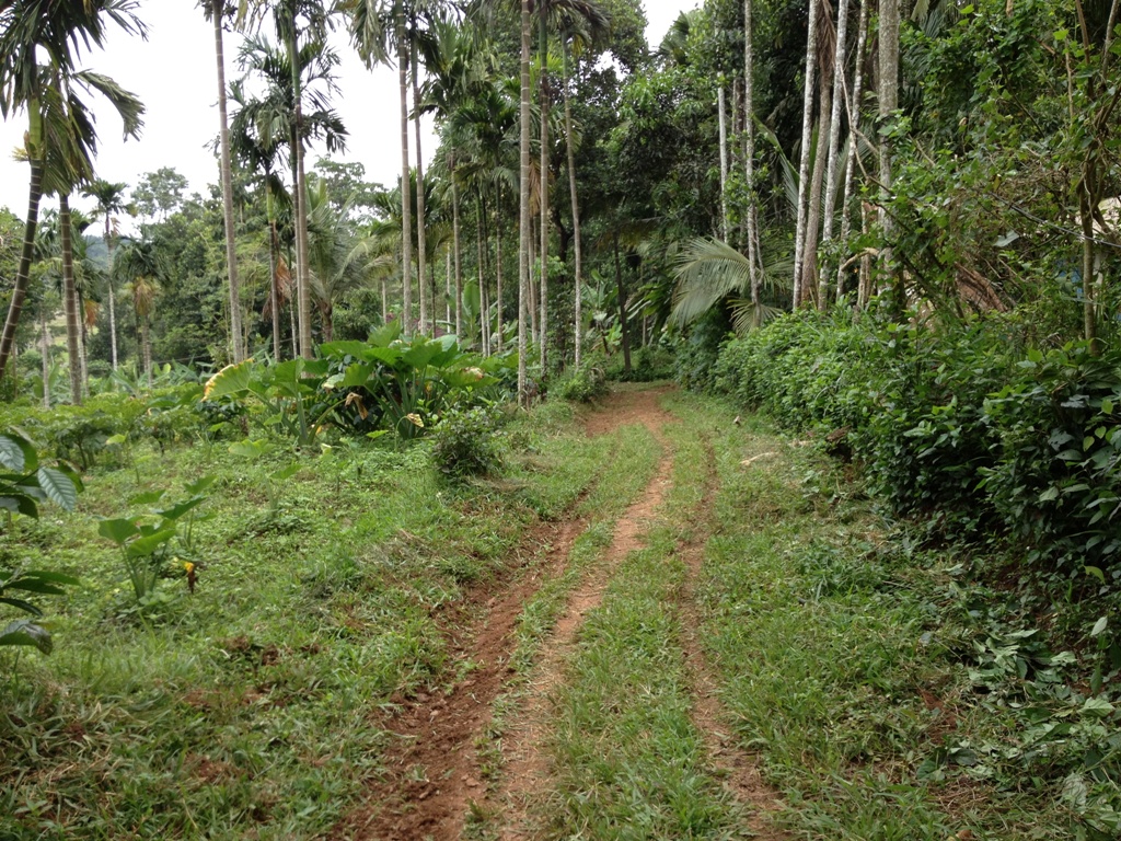 Real Est Wayanad : 1.31 acre rubber and coffee plantation with old ...