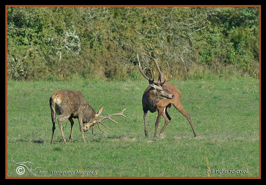 WILDLIFE GATEWAY: Combat de cerfs à Chambord