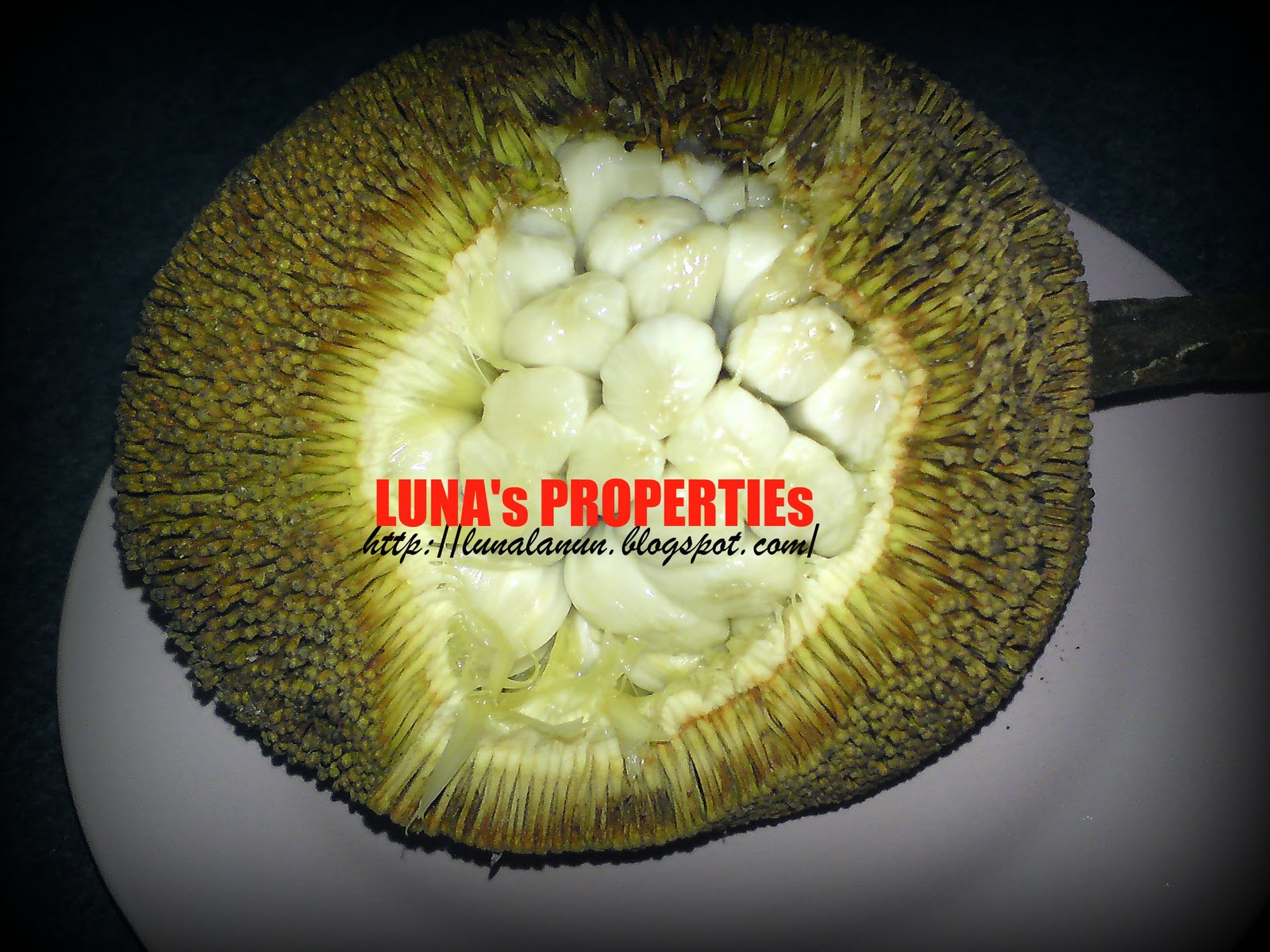 Buah Tarap @ Terap | ! LUNA LANUN