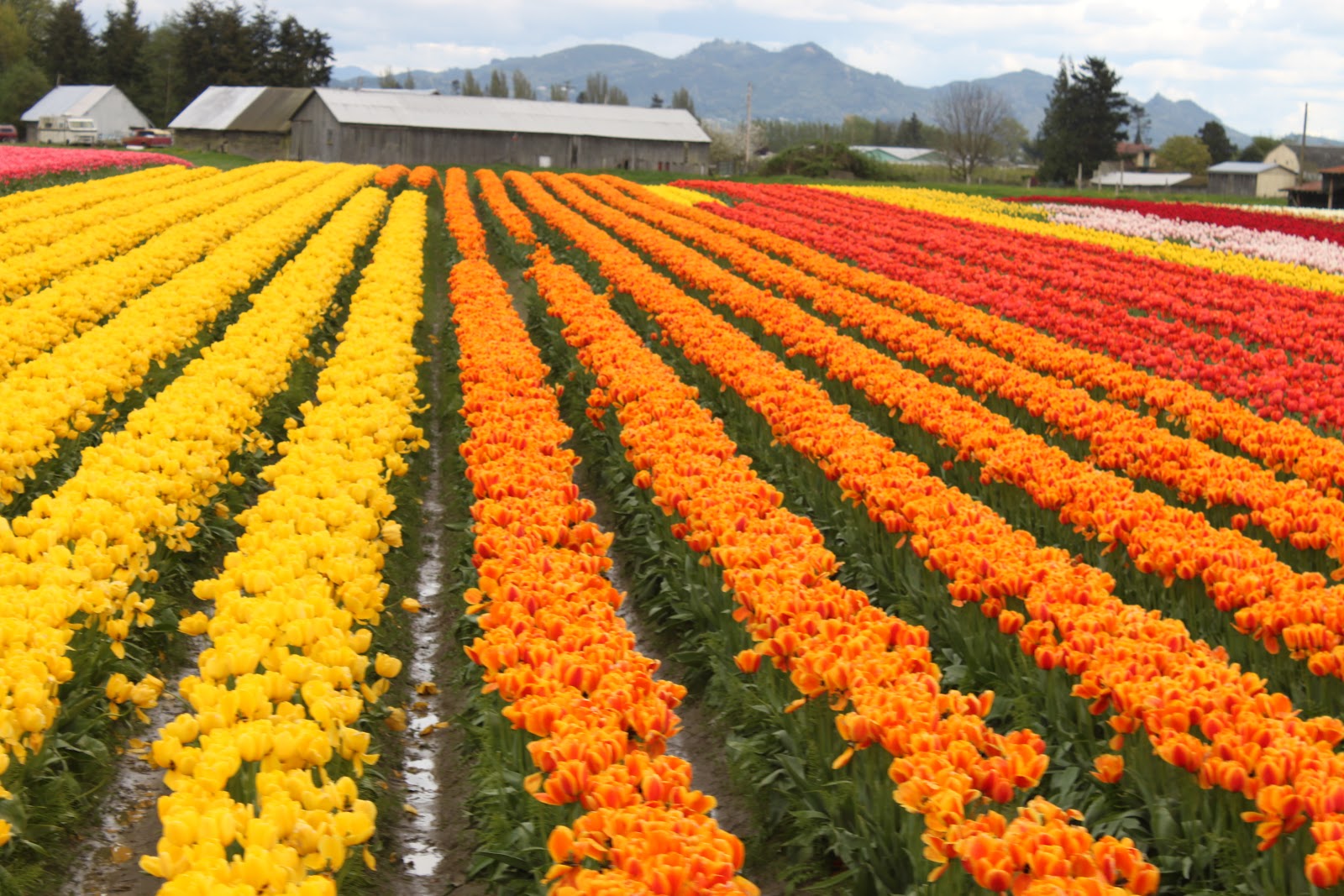 Johnston Family Blog: Tulip Town