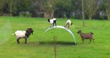 Goats Having Fun ( Video ) - Best Right Way