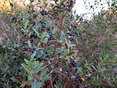 FLORA NEL SALENTO e.. anche altrove: Phyllirea latifolia L. - Oleaceae ...