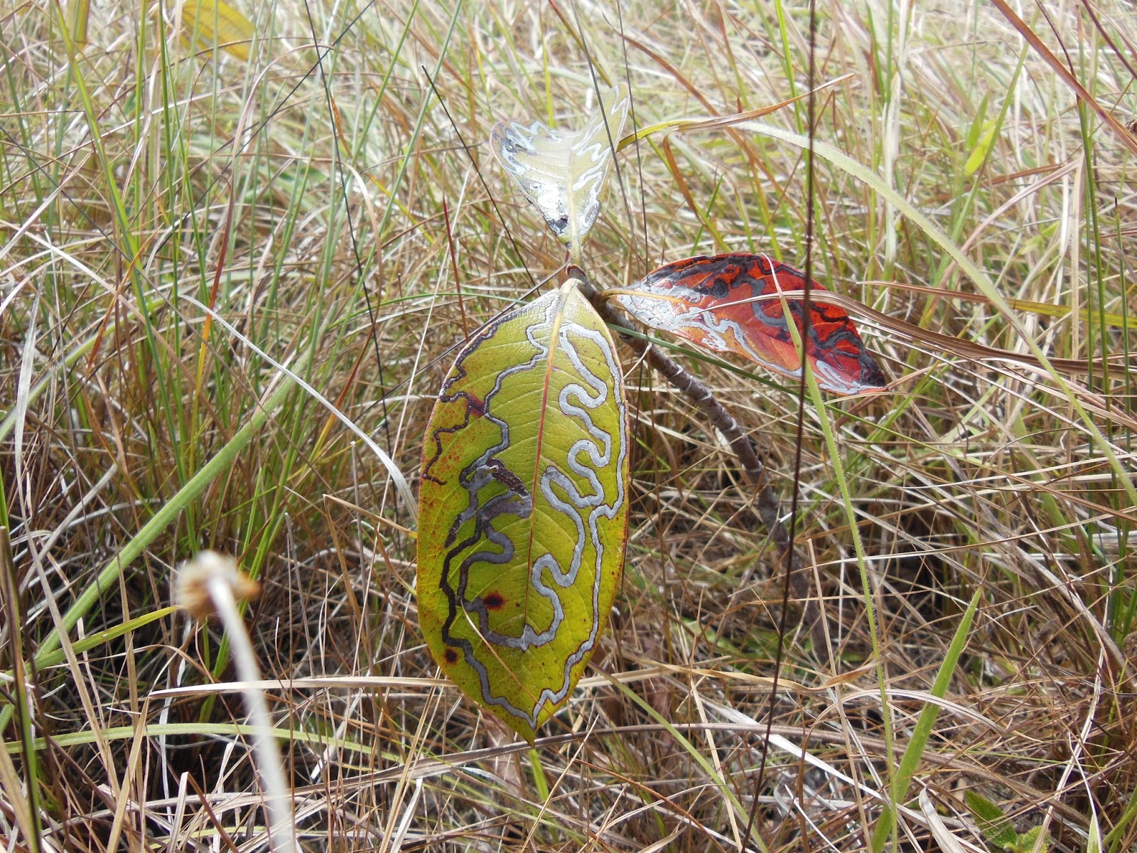 To Panama and Beyond: Panamal Canal, Panama Viejo, Loma Bonita, Purio