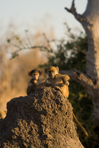 Wildlife Photos: Monkeys in Chobe National Park Botswana