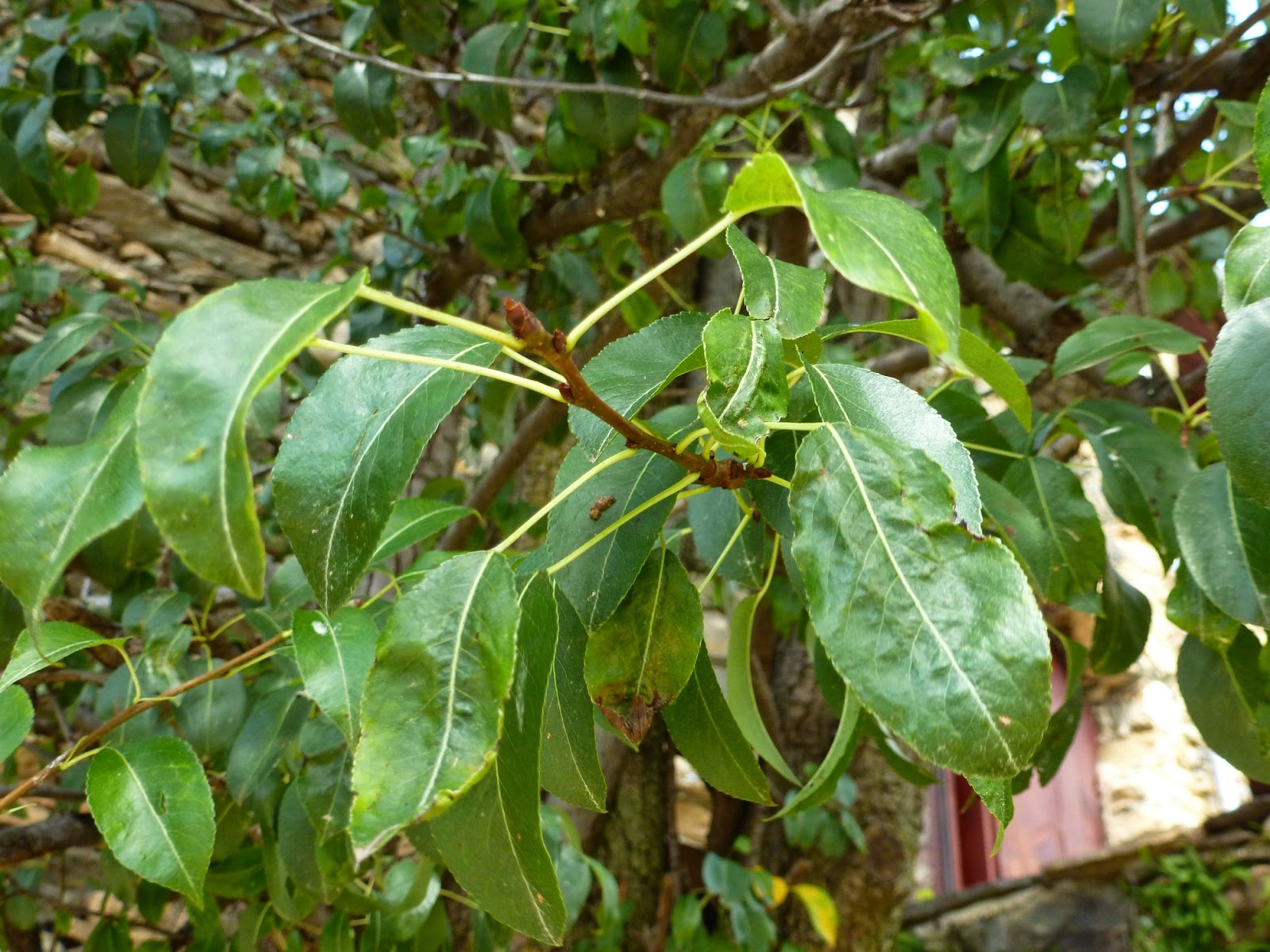 Árboles con alma: Peral. Perera. (Pyrus communis)