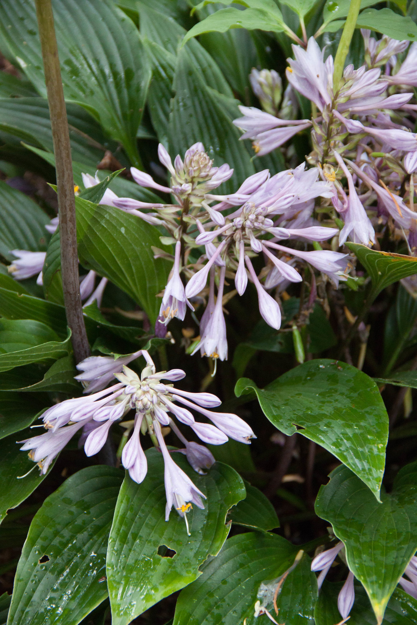 Hosta longipes - Rock Hosta care and culture | Travaldo's blog