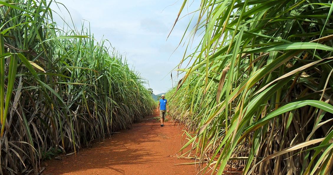 Investment Opportunities on Sugarcane Cultivation in Tanzania