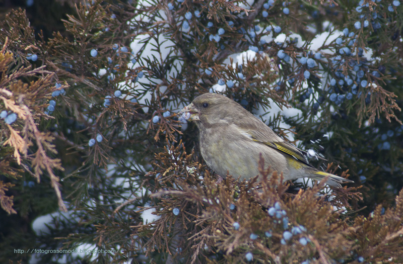 In linii mari: Pasari