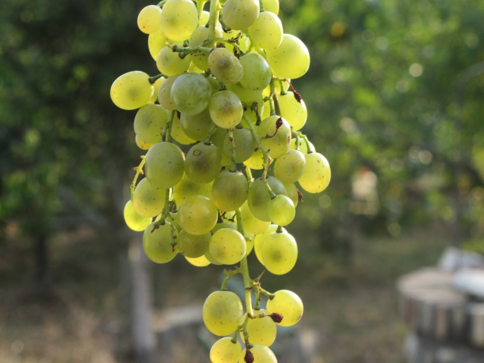 MacInnis Family Adventure 2011: Sora - Italy Farm Stay