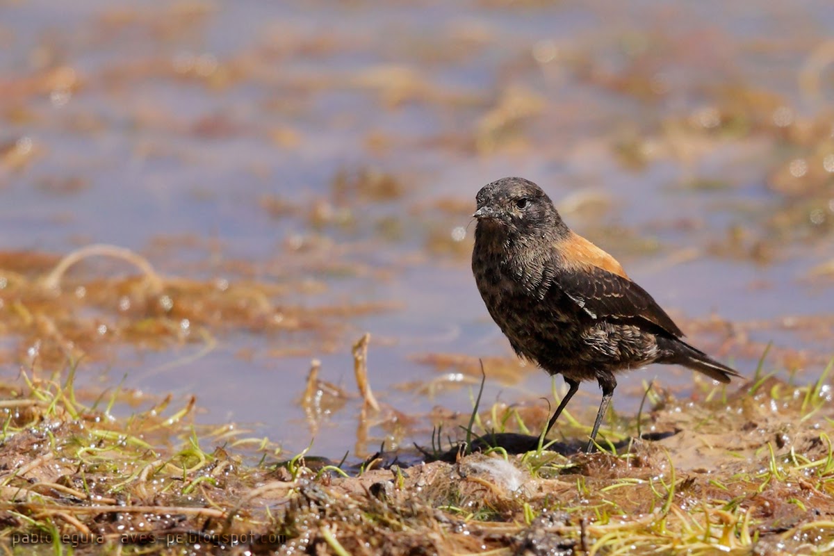 mis fotos de aves: Lessonia oreas Sobrepuesto Puneño Andean Negrito