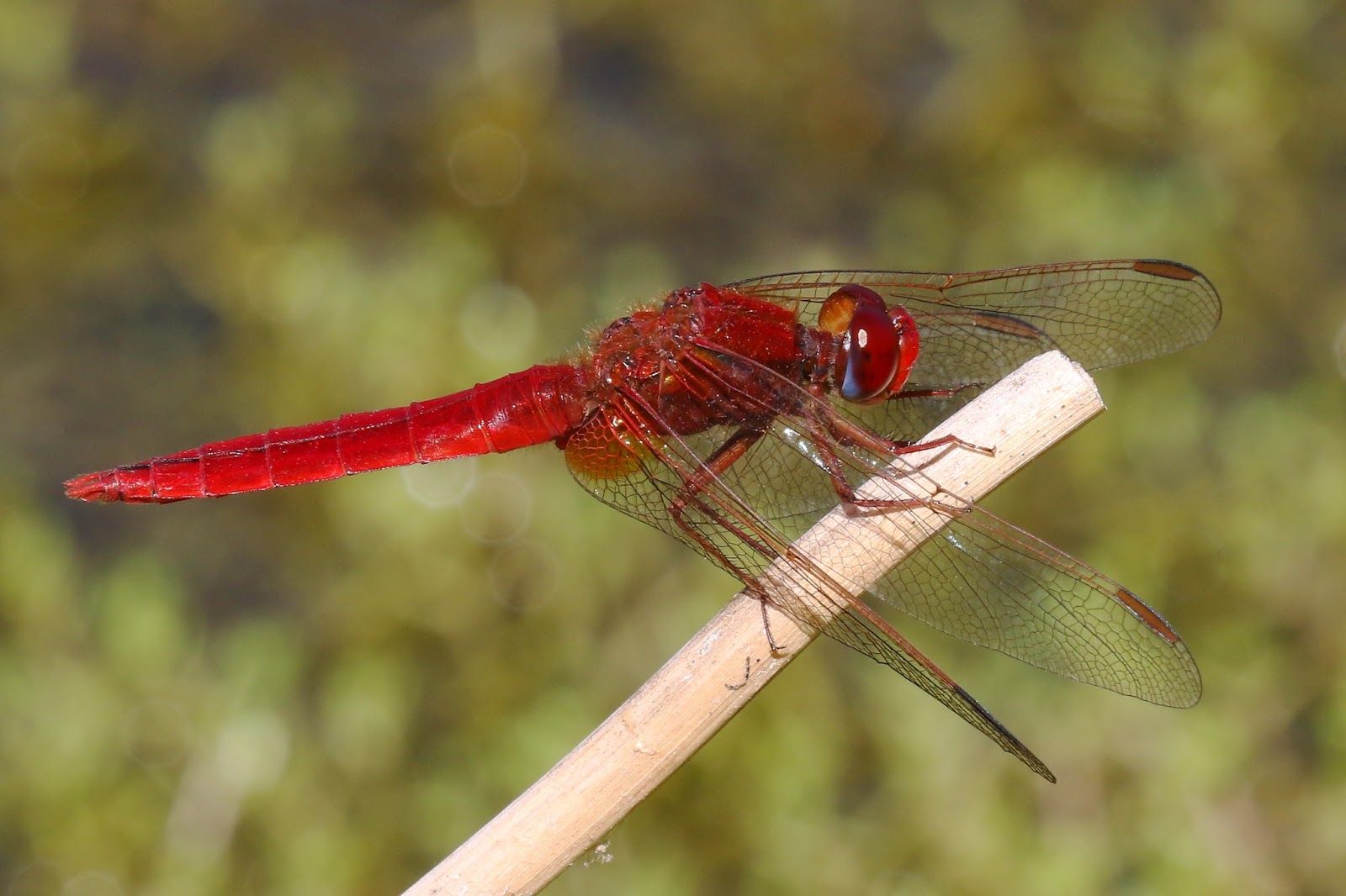 Peter Moore's Wildlife Blog: Scarlet fever at Longham Lakes