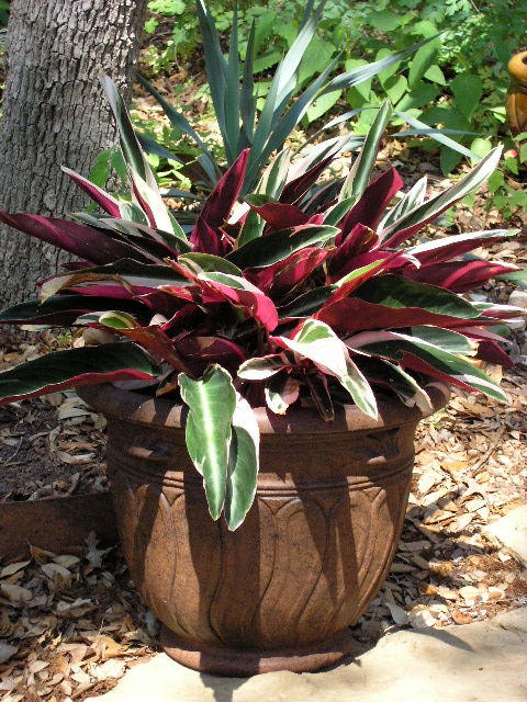 The Lazy Shady Gardener: Rise & Fall of the Tricolor Ginger