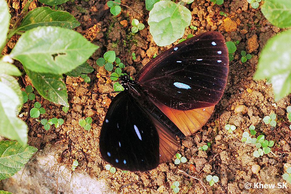 Butterflies of Singapore: Seasonal Butterfly Appearances
