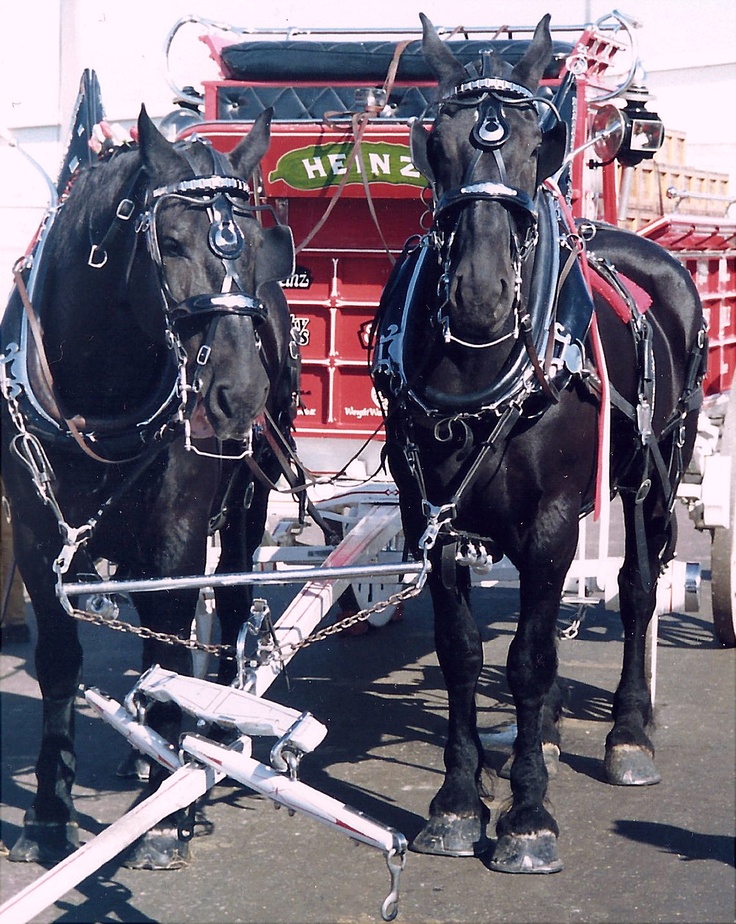 Eaglesfield Percherons: H.J. Heinz Company Hitch