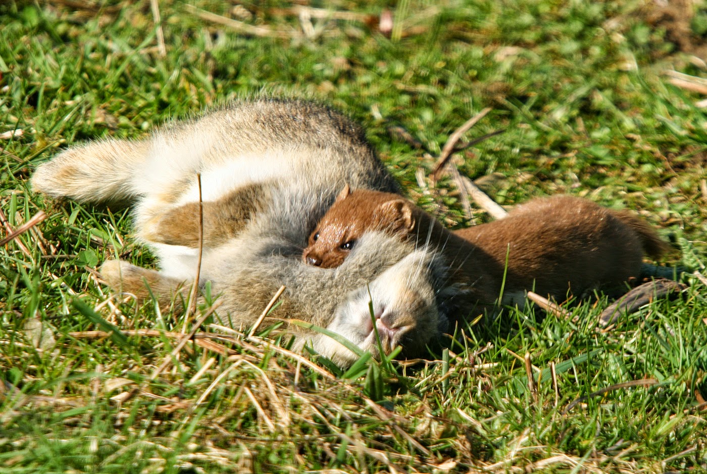 Info animales: MUSTÉLIDOS