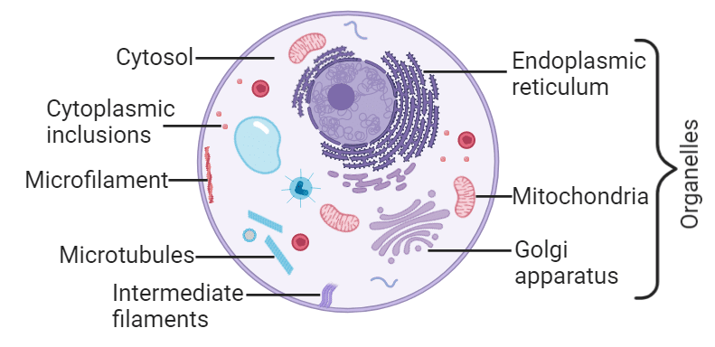 An Indepth Look At The Structure And Function Of Cytoplasm