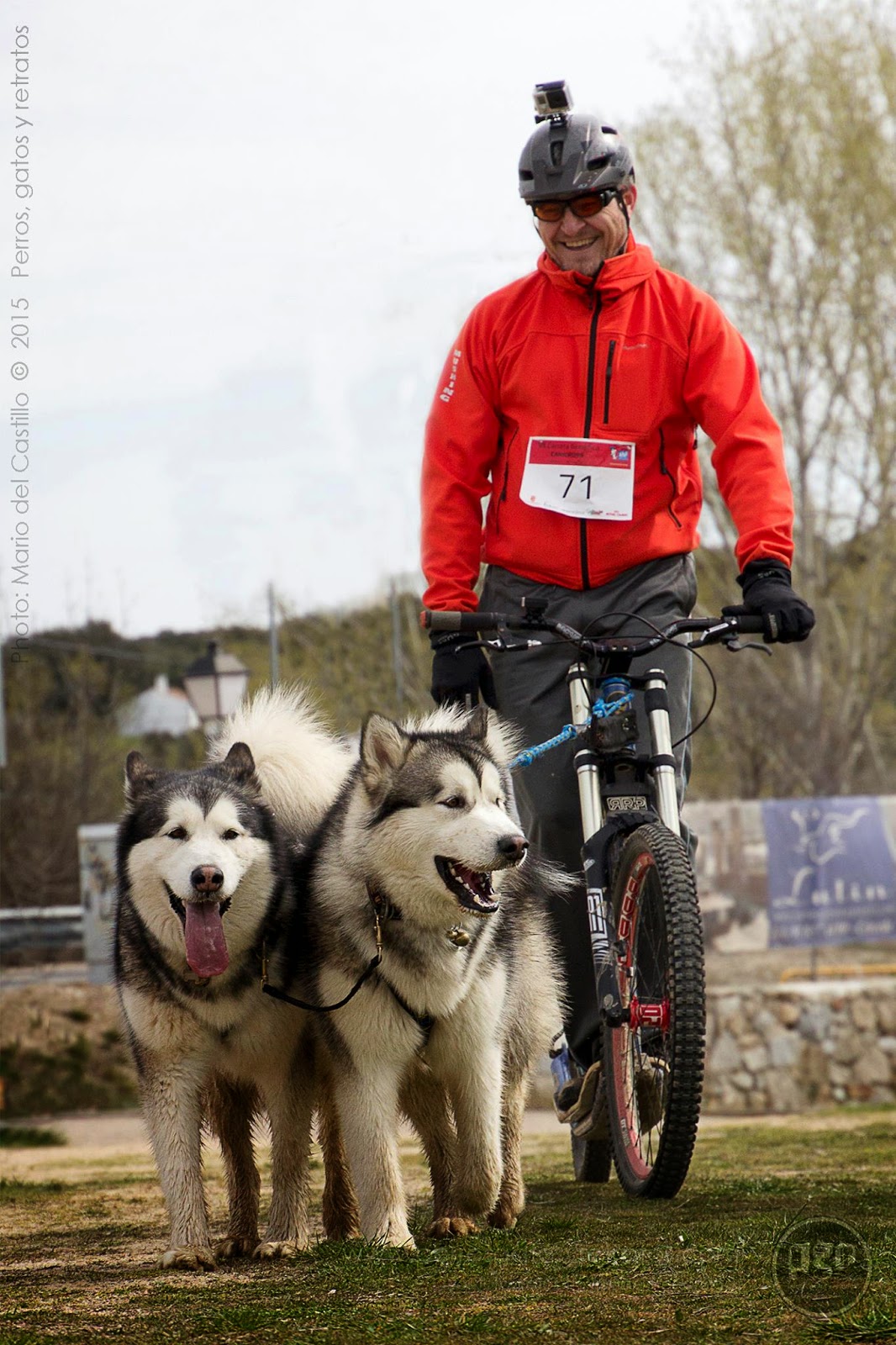 Wolf-Canyon Team Alaskan Malamute: VII Carrera benéfica de Canicross de ...