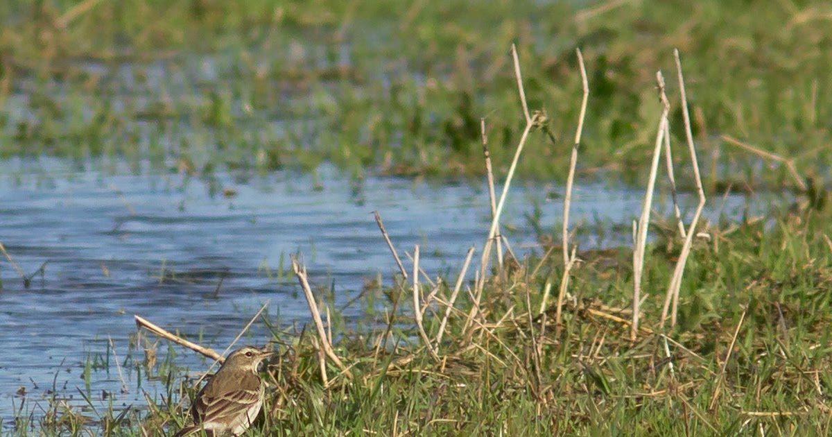 Weedon's World of Nature: Baston Fen Water Pipit