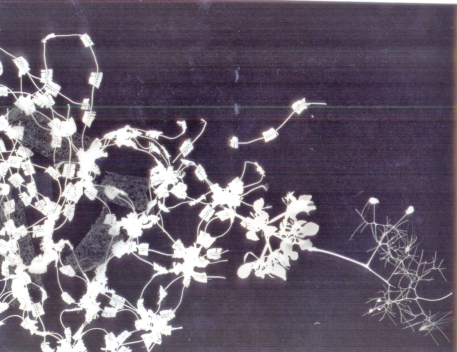 Weird and Wonderful: Photograms