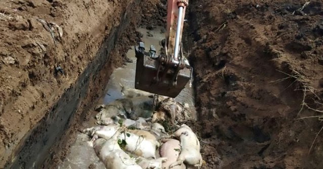 The Big Wobble : Pig Crisis: 30,000 pigs dead in a hog-cholera epidemic ...