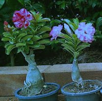 Adenium, Mawar Dari Padang Pasir