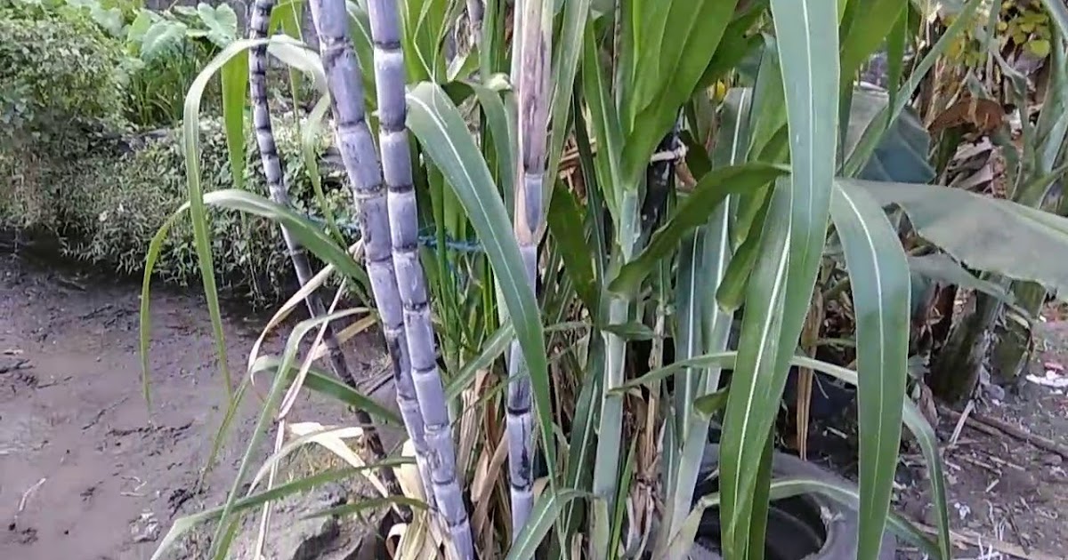 Pohon Tebu - Perumperindo.co.id