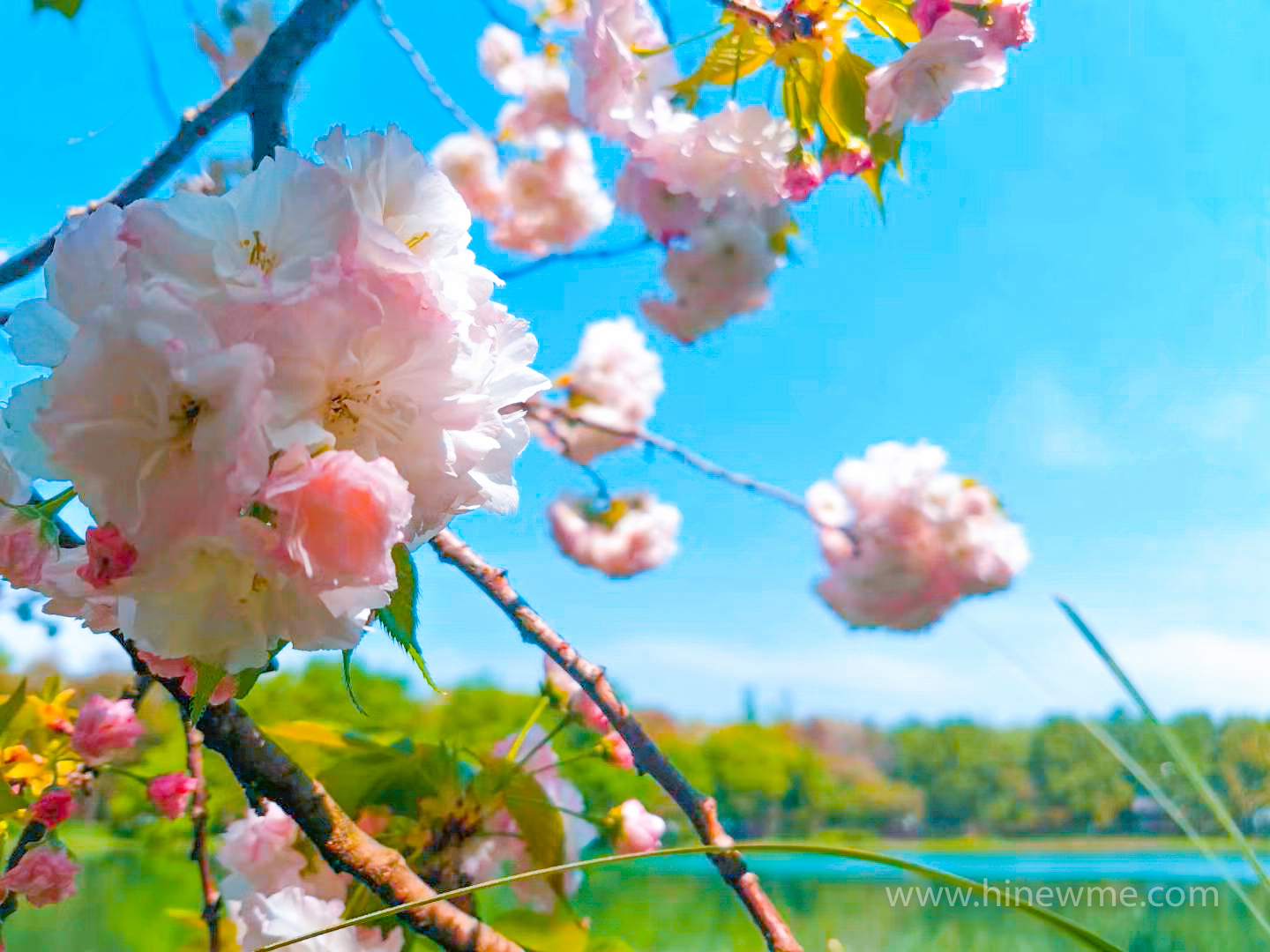 11 flower landscape photography tips，50pictures, come to see my tips ...