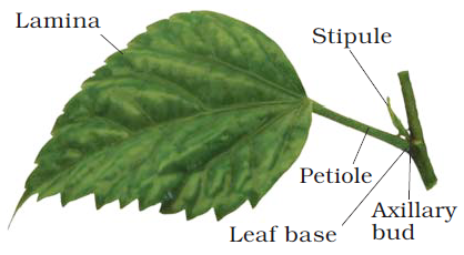 Morphology of Flowering Plants - Notes | Class 11 | Part 3: The Leaf