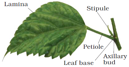Welcome to the Living World: Morphology of Flowering Plants - Notes ...