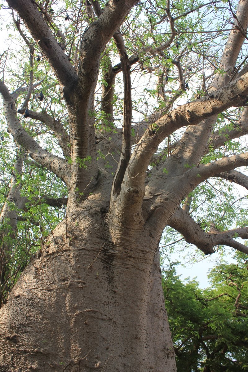 Journeys across Karnataka: Savanur: fort ruins and Baobab trees