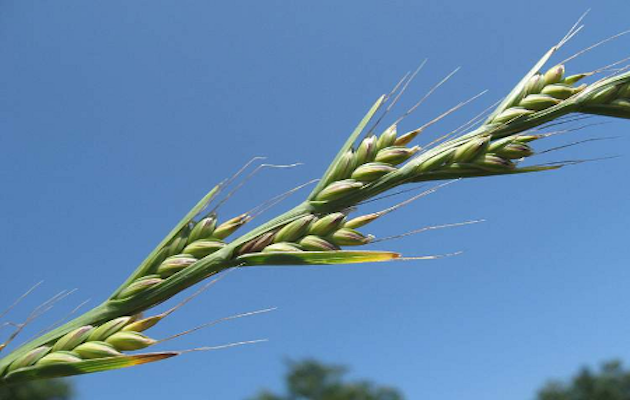 La palabra es mágica: Cizaña
