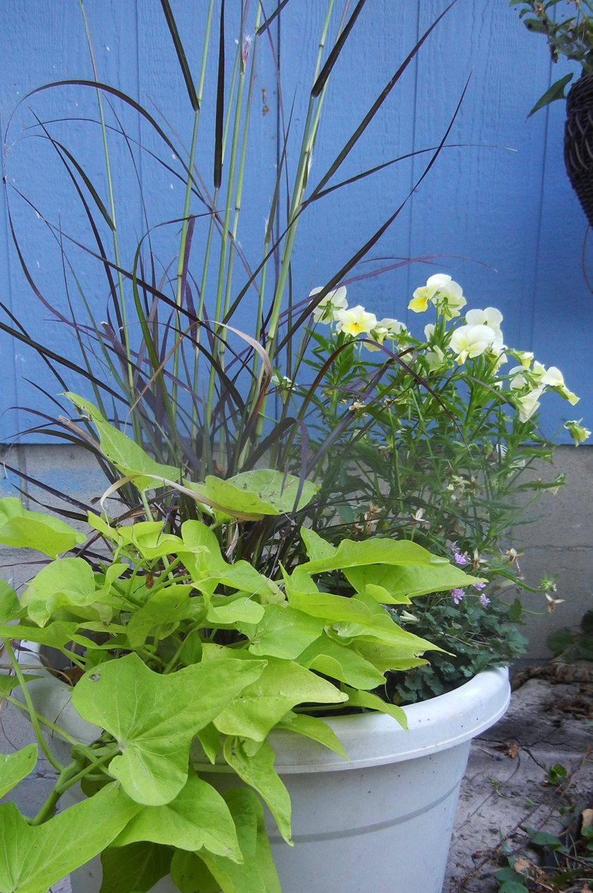 Photographing Flowers: Picture-Perfect Potted Plants