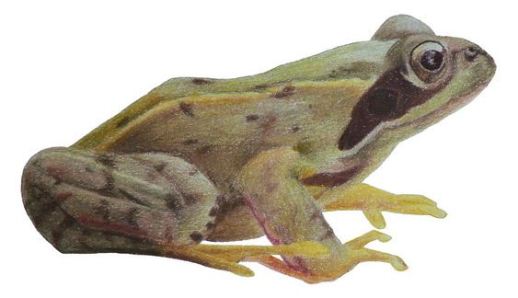 National Frog Survey of Ireland