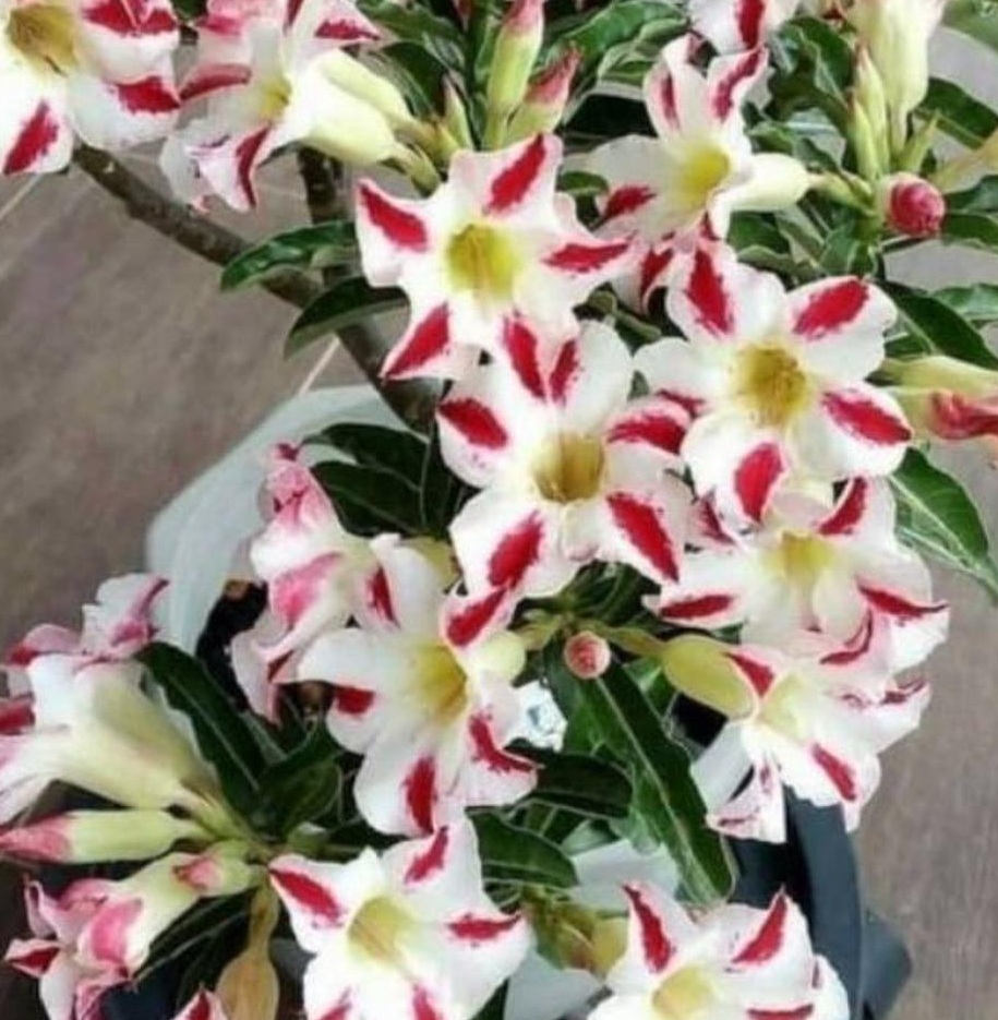 Pekebun Adenium Bonsai Cabang Seribu Bunga Putih Jawa Tengah - Kenzo ...